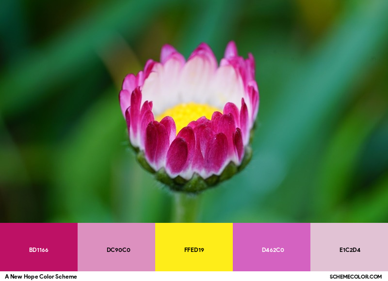 A New Hope Color Scheme - Image Color Palettes - SchemeColor.com