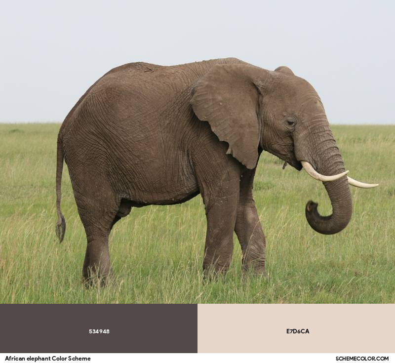 African elephant Color Scheme - Image Color Palettes - SchemeColor.com