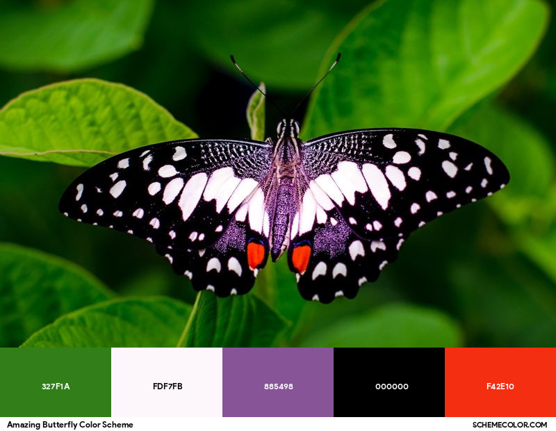 Amazing Butterfly Color Scheme - Image Color Palettes - SchemeColor.com