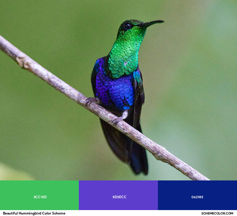 Beautiful Hummingbird Color Scheme - Image Color Palettes - SchemeColor.com