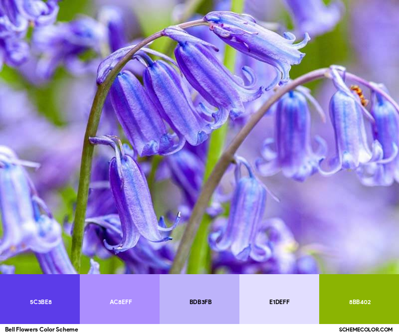 Bell Flowers Color Scheme - Image Color Palettes - SchemeColor.com