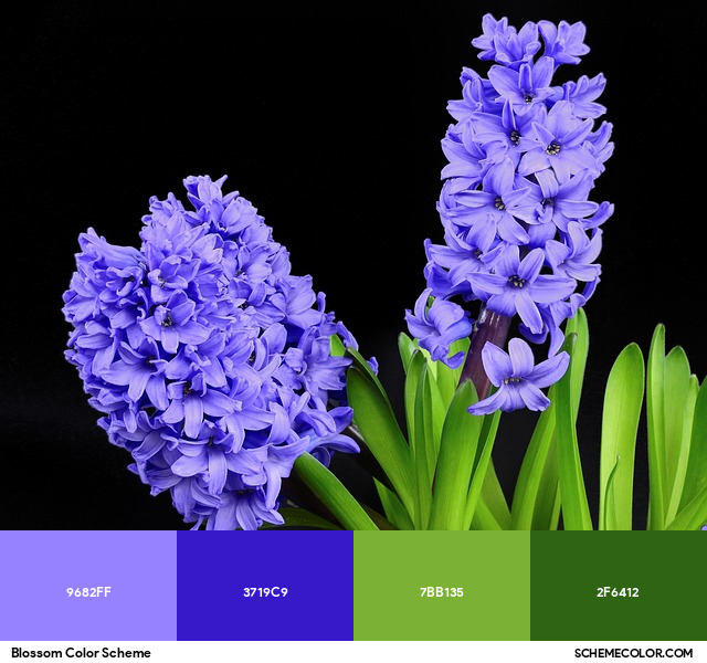 Blossom Color Scheme - Image Color Palettes - SchemeColor.com