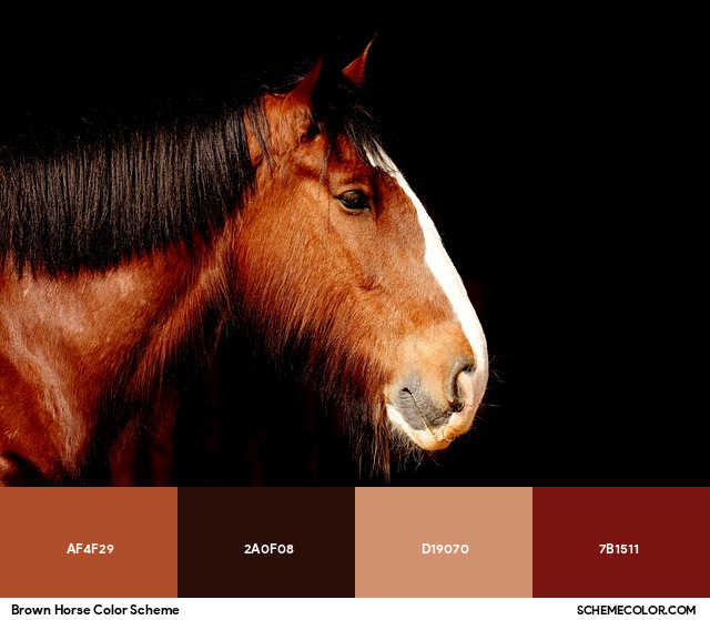 Brown Horse Color Scheme - Image Color Palettes - SchemeColor.com
