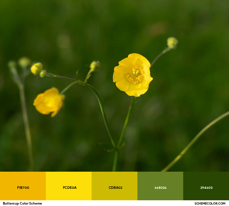 Buttercup Color Scheme - Image Color Palettes - SchemeColor.com