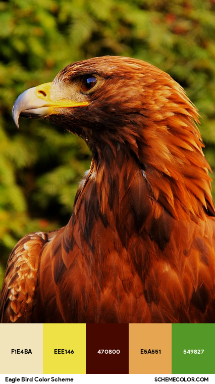 Eagle Bird Color Scheme - Image Color Palettes - SchemeColor.com