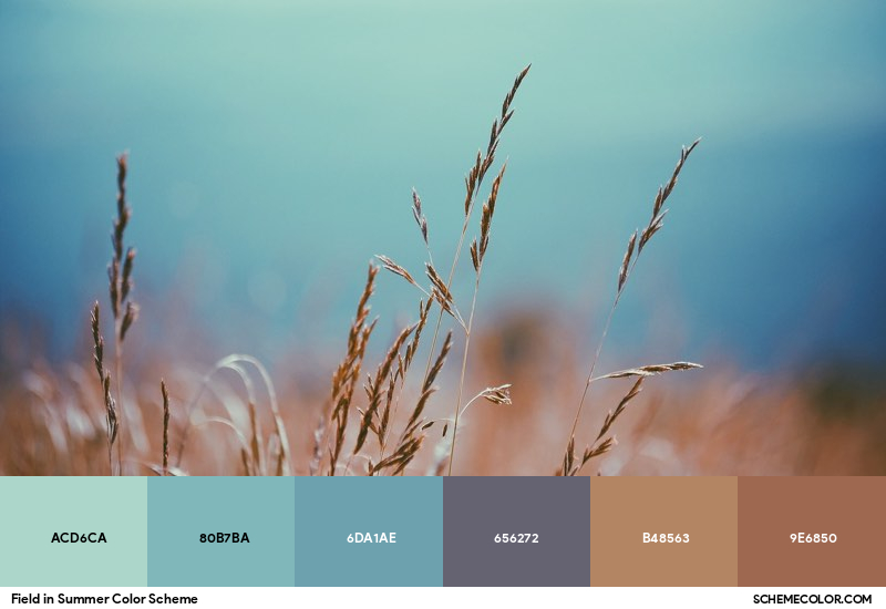 Field in Summer Color Scheme - Image Color Palettes - SchemeColor.com