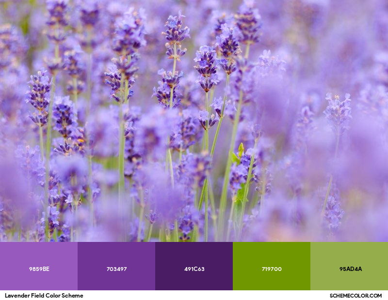 Lavender Field Color Scheme - Image Color Palettes - SchemeColor.com