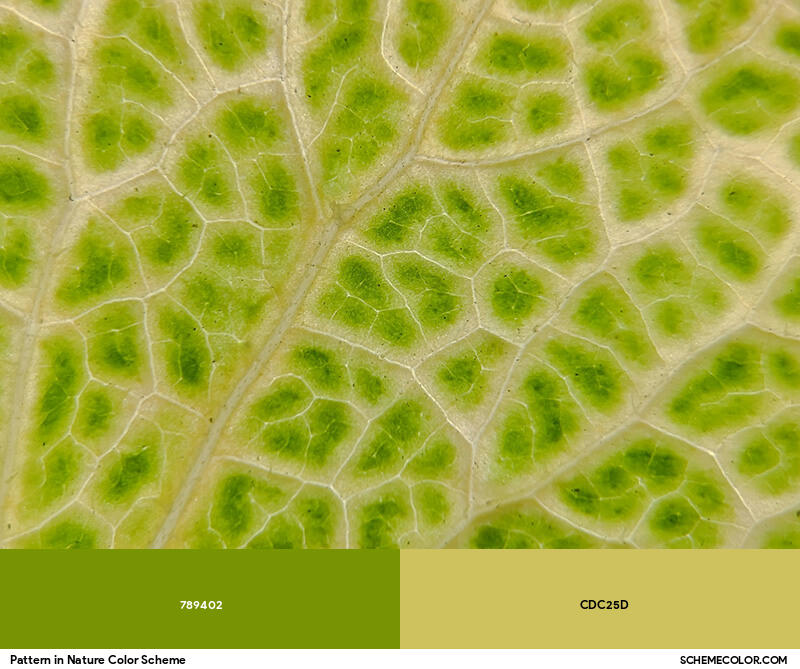 Pattern in Nature Color Scheme - Image Color Palettes - SchemeColor.com