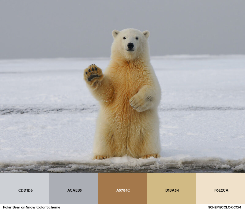 Polar Bear on Snow Color Scheme - Image Color Palettes - SchemeColor.com