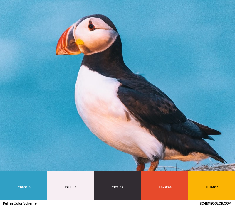 Puffin Color Scheme - Image Color Palettes - SchemeColor.com