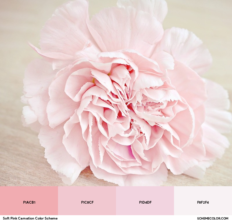 Soft Pink Carnation Color Scheme - Image Color Palettes - SchemeColor.com