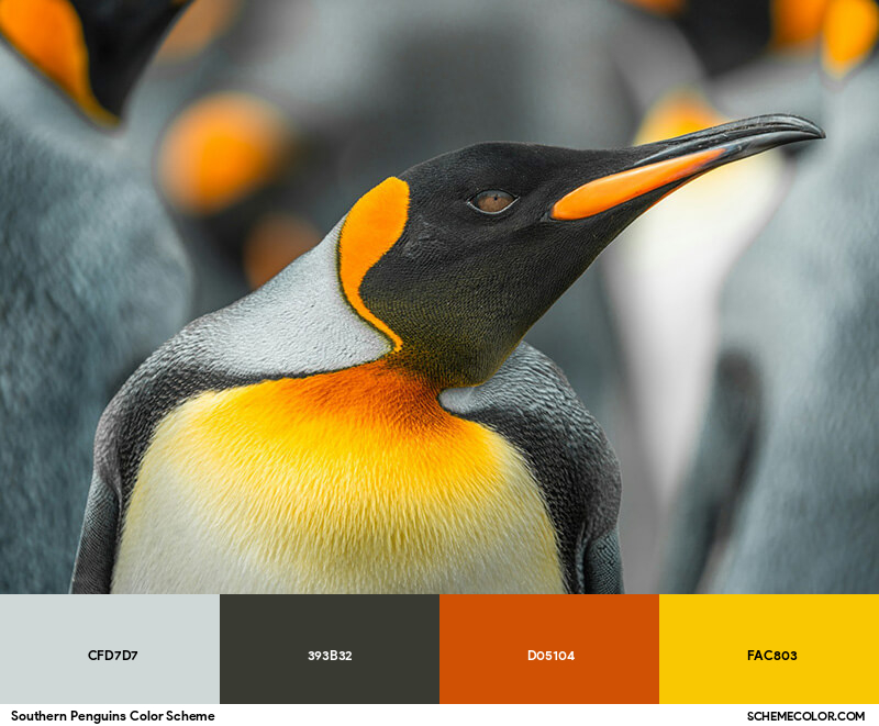 Southern Penguins Color Scheme - Image Color Palettes - SchemeColor.com