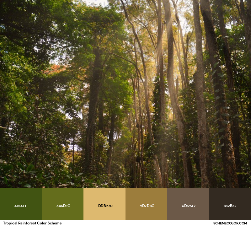 Tropical Rainforest Color Scheme - Image Color Palettes - SchemeColor.com