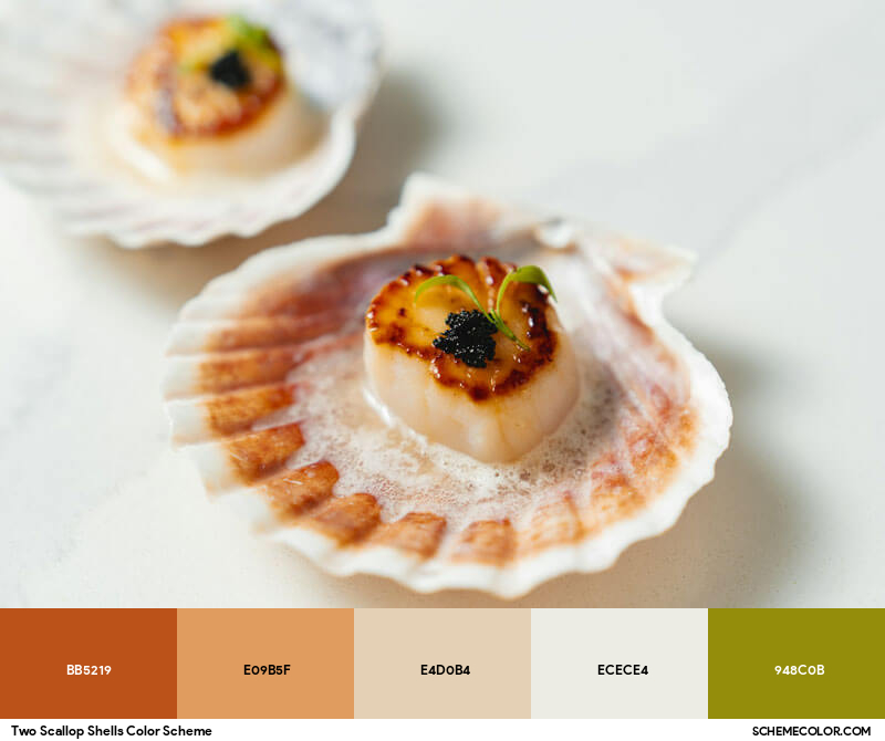 Two Scallop Shells Color Scheme - Image Color Palettes - SchemeColor.com