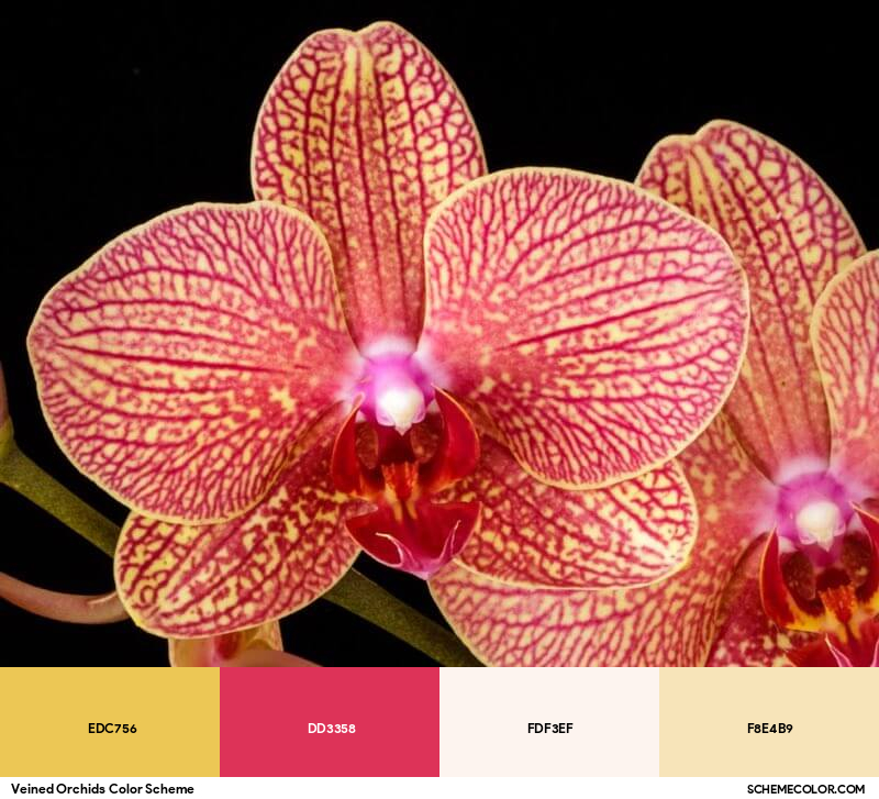 Veined Orchids Color Scheme - Image Color Palettes - SchemeColor.com