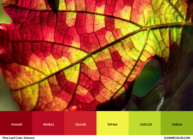 Vine Leaf Color Scheme - Image Color Palettes - SchemeColor.com