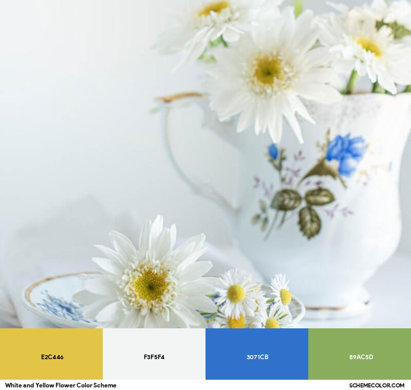 White and Yellow Flower Color Scheme - Image Color Palettes ...