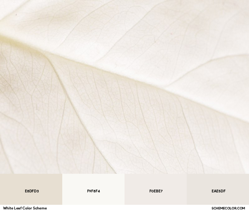 White Leaf Color Scheme - Image Color Palettes - SchemeColor.com