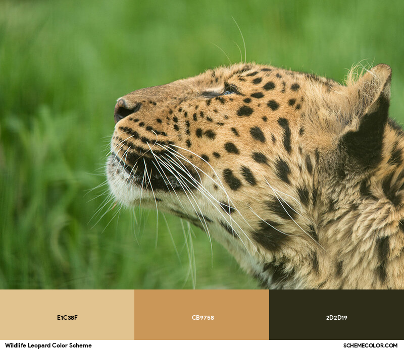 Wildlife Leopard Color Scheme - Image Color Palettes - SchemeColor.com