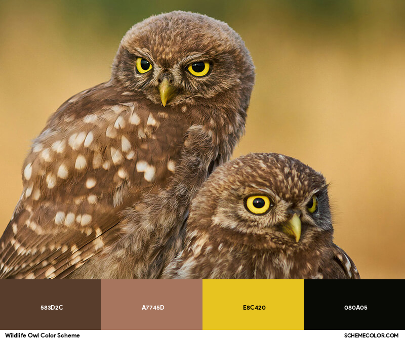 Wildlife Owl Color Scheme - Image Color Palettes - SchemeColor.com