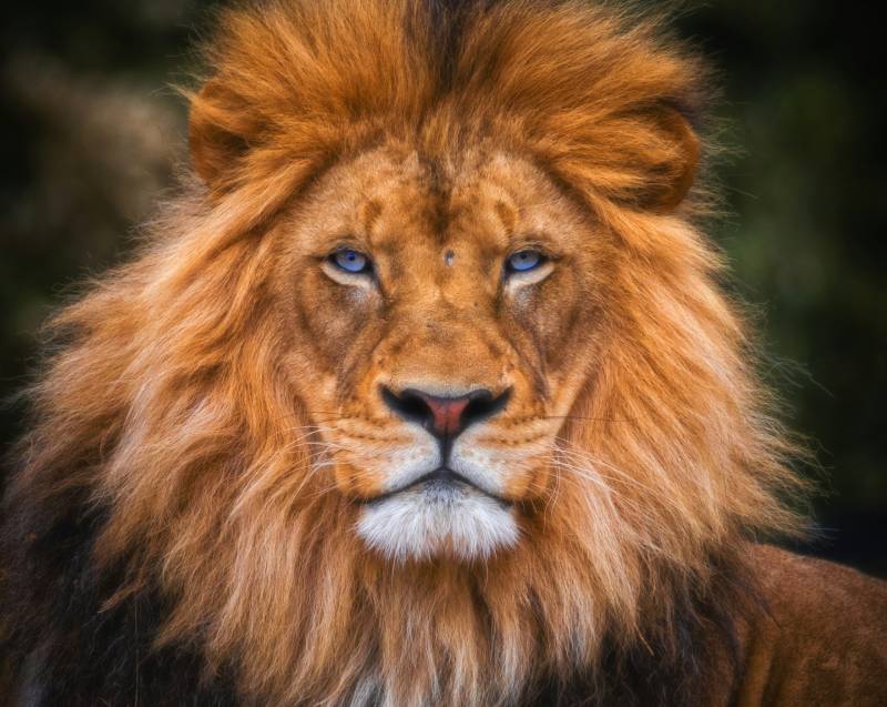 Lion Color Scheme - Image Color Palettes - SchemeColor.com